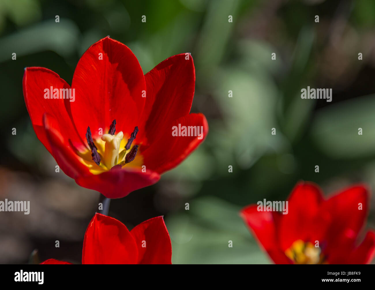 Tulip plant hi-res stock photography and images - Alamy