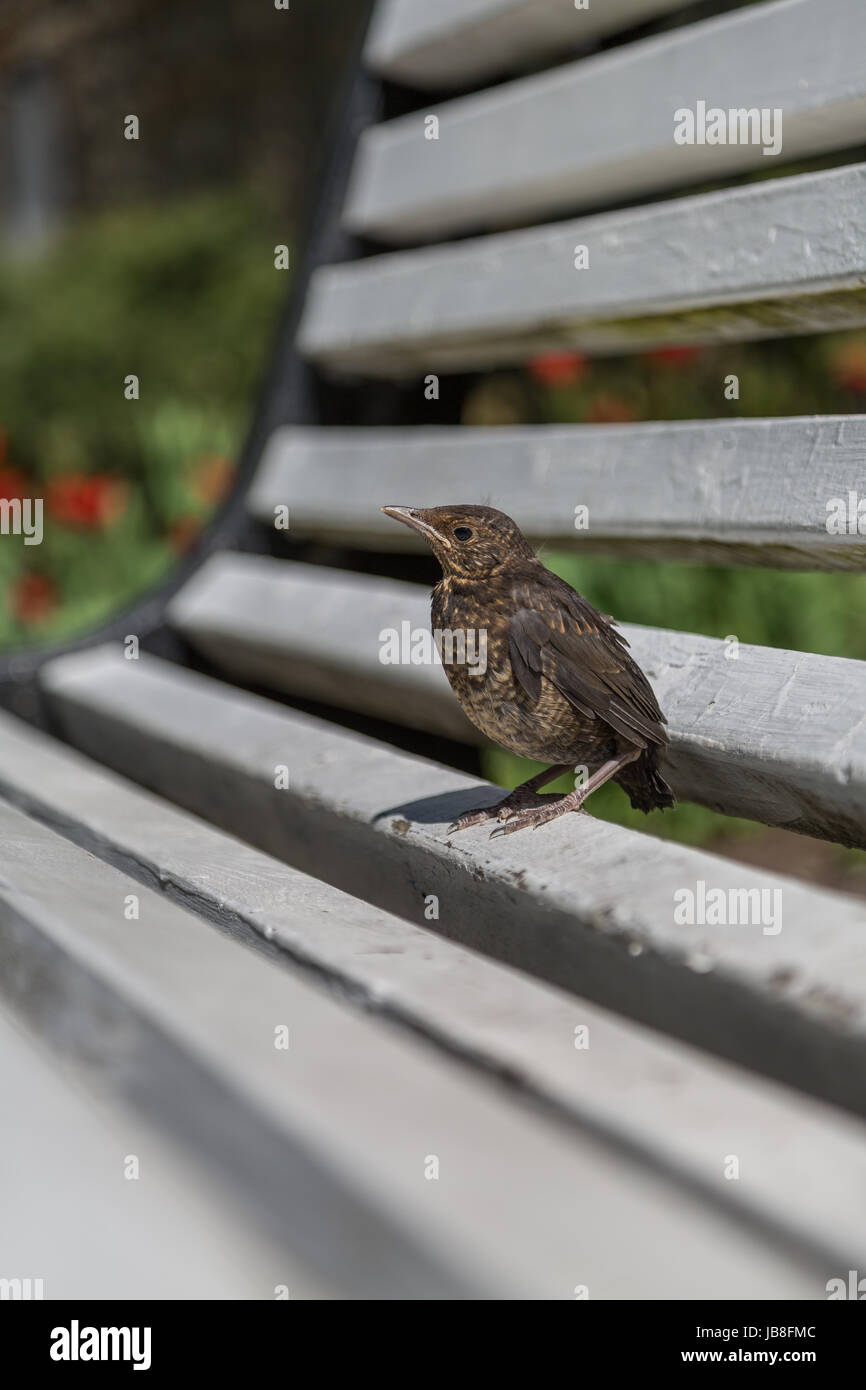 Little Bird On The Bench Stock Photo - Alamy