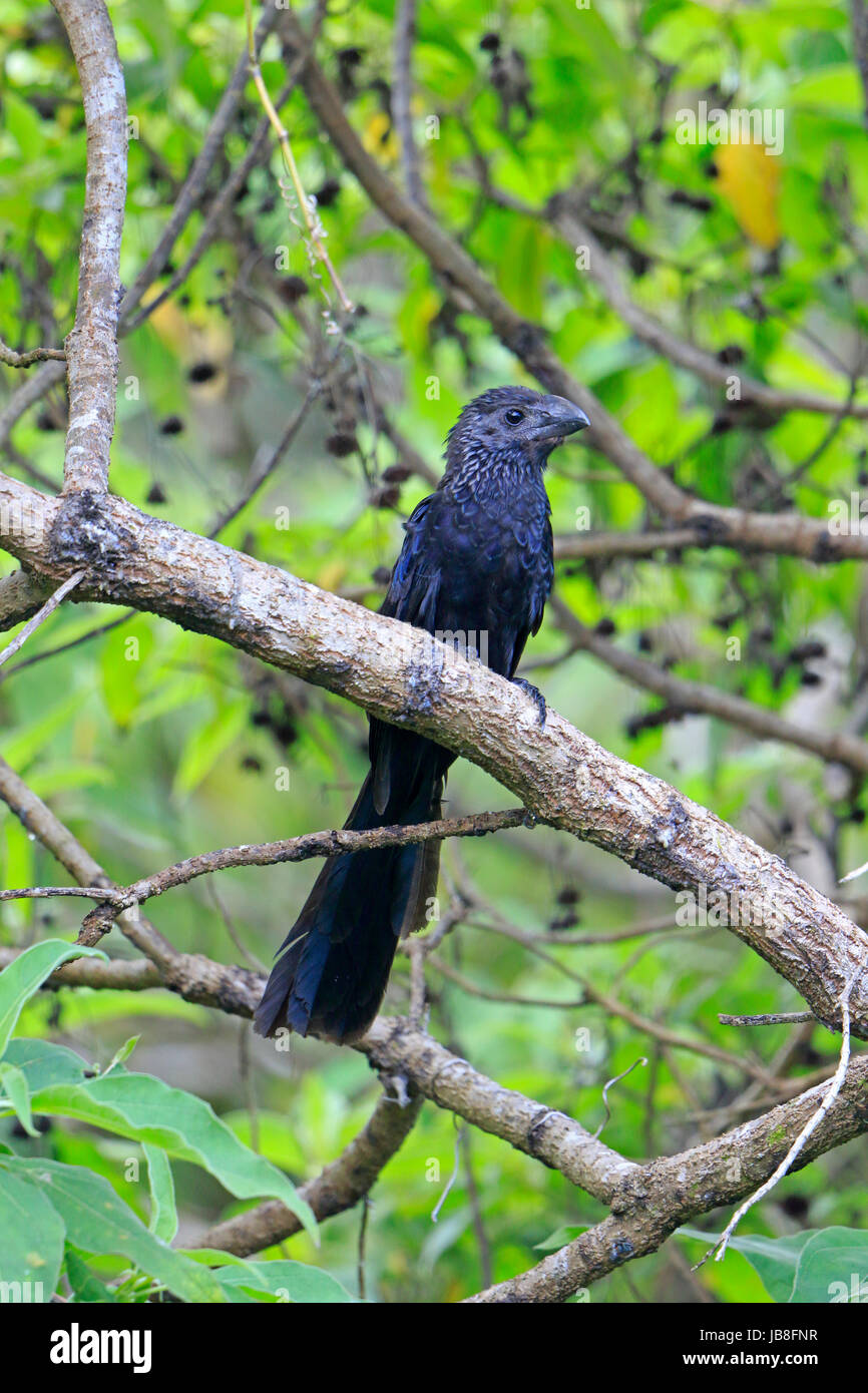 Smmoth-billed Ani ina tree in the Galapagos Stock Photo - Alamy