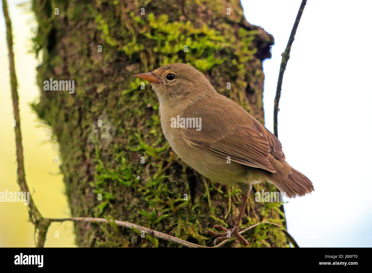 Warbler Finch on a tree in the Galapagos Stock Photo - Alamy