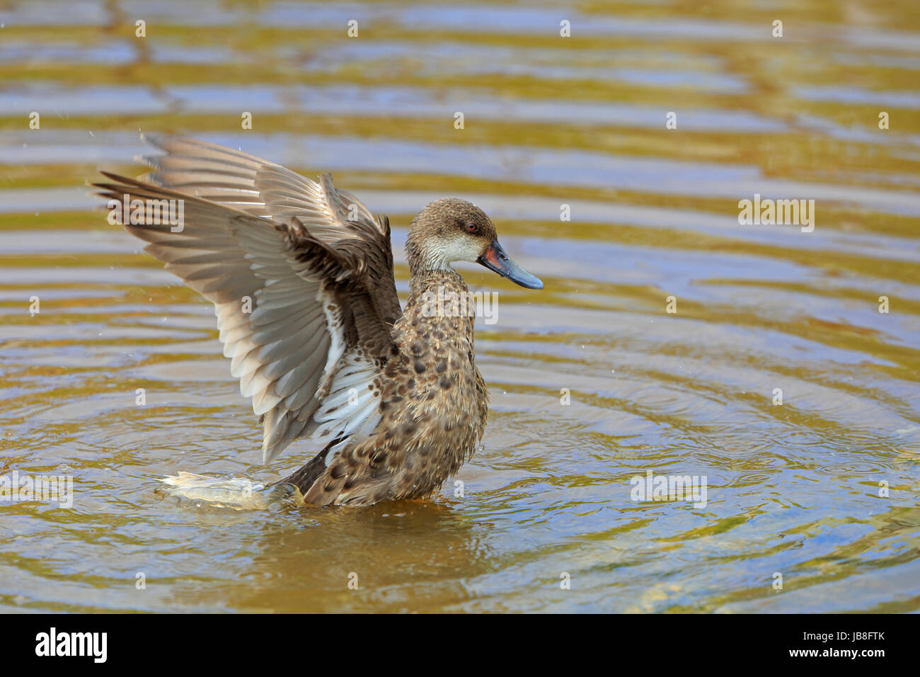 Female White-cheeked Pintail flapping its wings in the Galapagos Stock ...