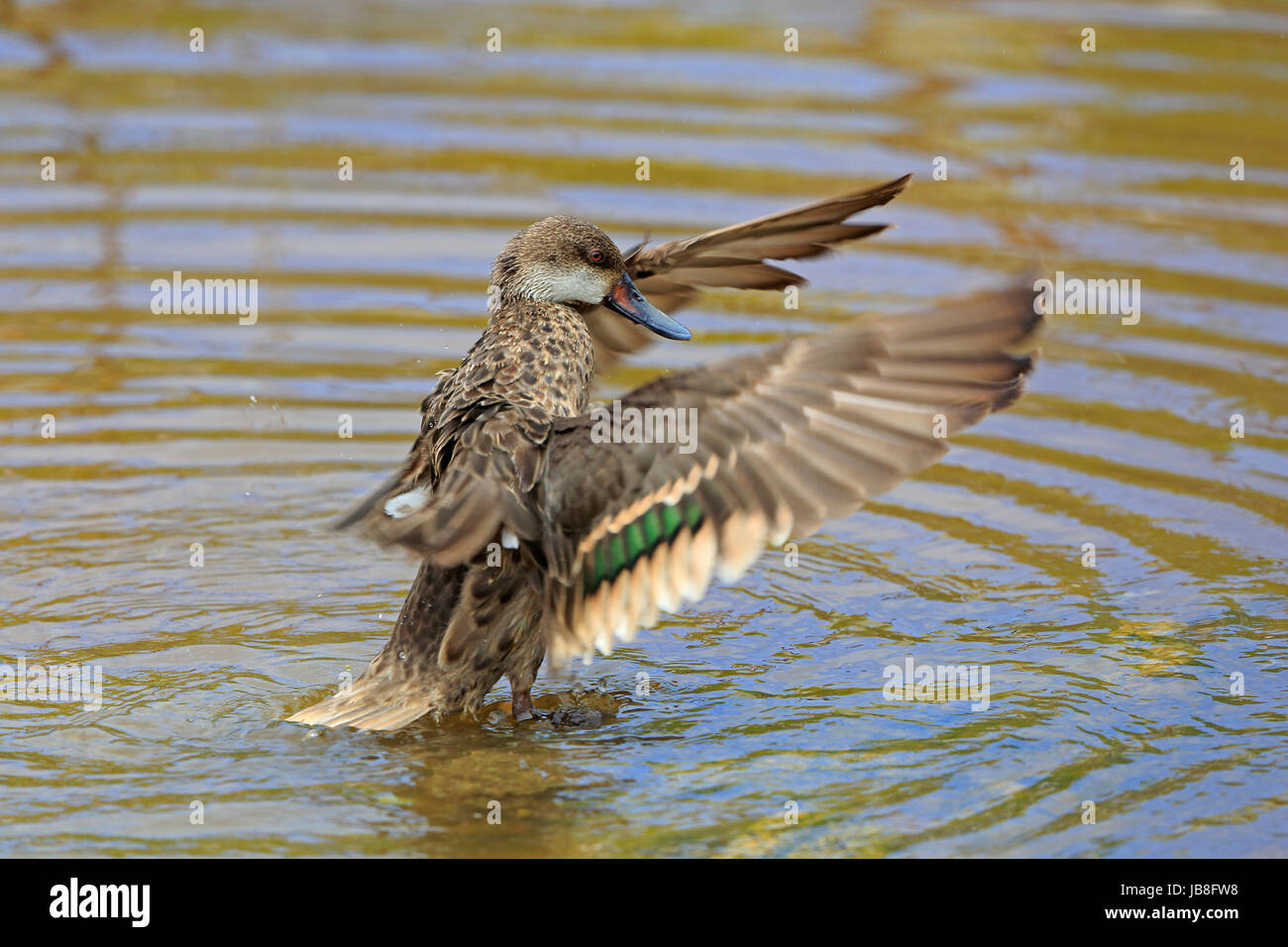Female White-cheeked Pintail flapping its wings in the Galapagos Stock ...