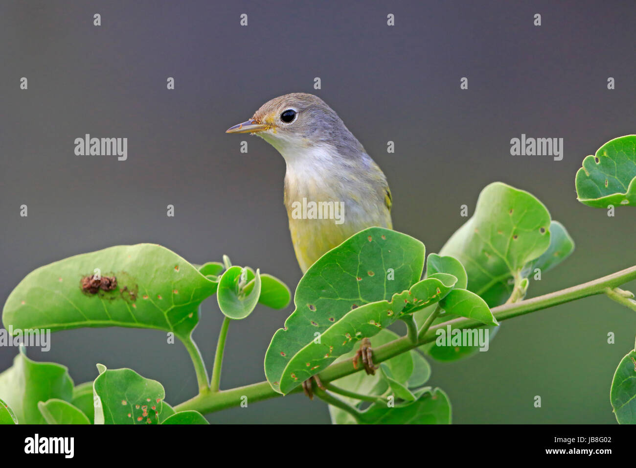 Female Yellow Warbler in the Galapagos Stock Photo - Alamy