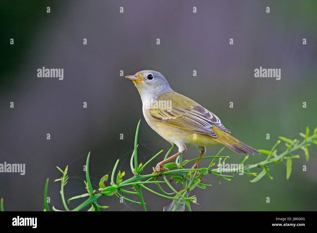 Female Yellow Warbler in the Galapagos Stock Photo - Alamy
