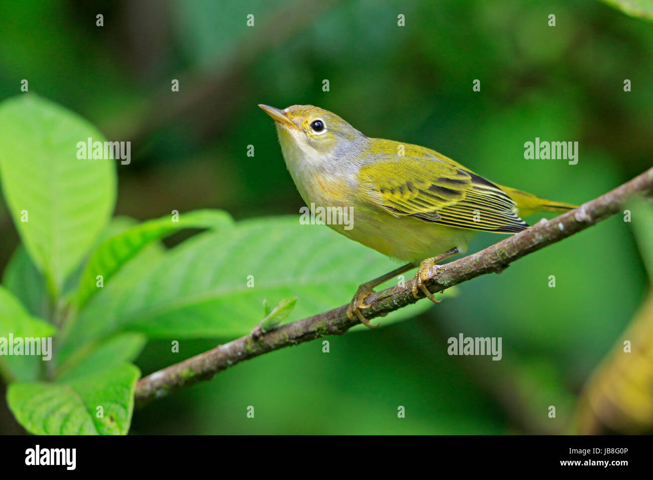 Female Yellow Warbler in the Galapagos Stock Photo - Alamy