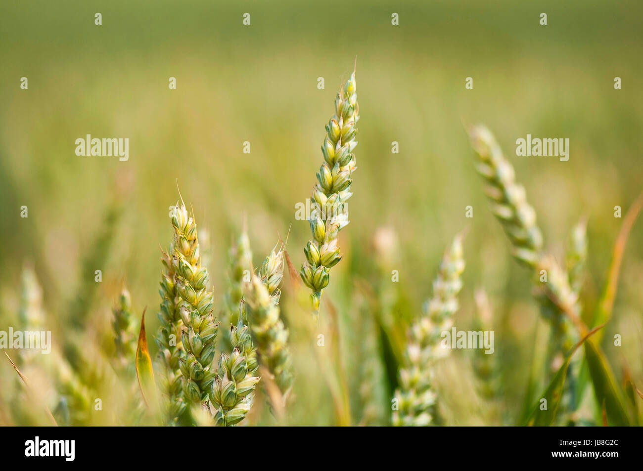 Getreideahren hi-res stock photography and images - Alamy