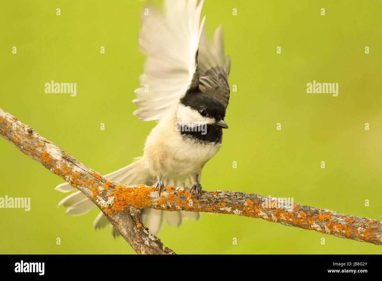 Chickadee flying hi-res stock photography and images - Alamy