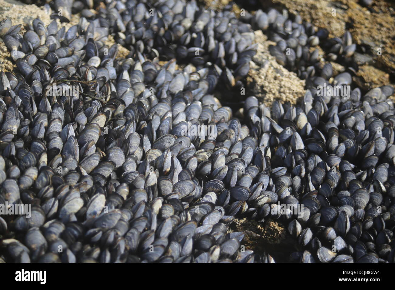 Large amount of grey mussels on rock Stock Photo - Alamy