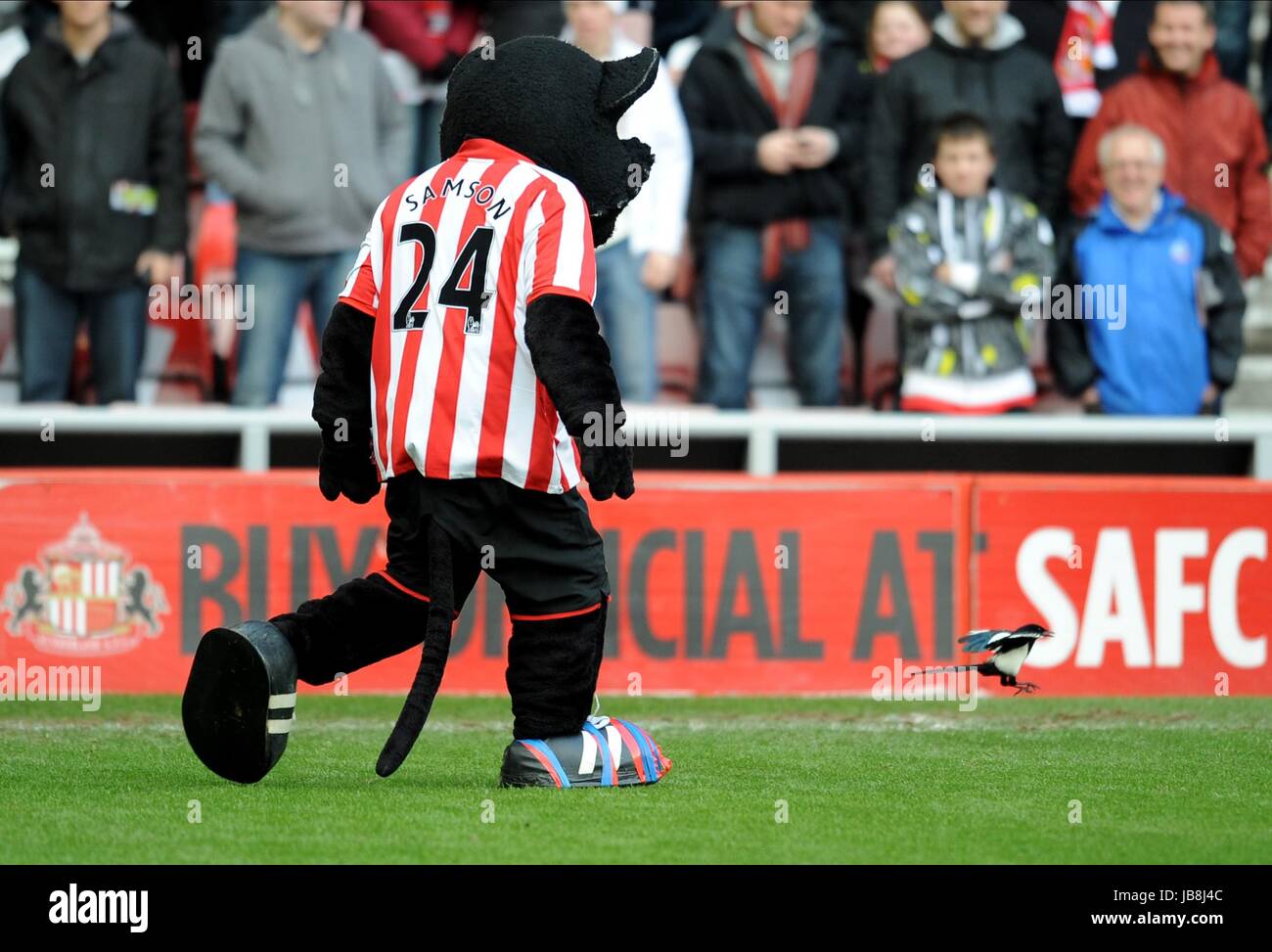 Samson cat hi-res stock photography and images - Alamy