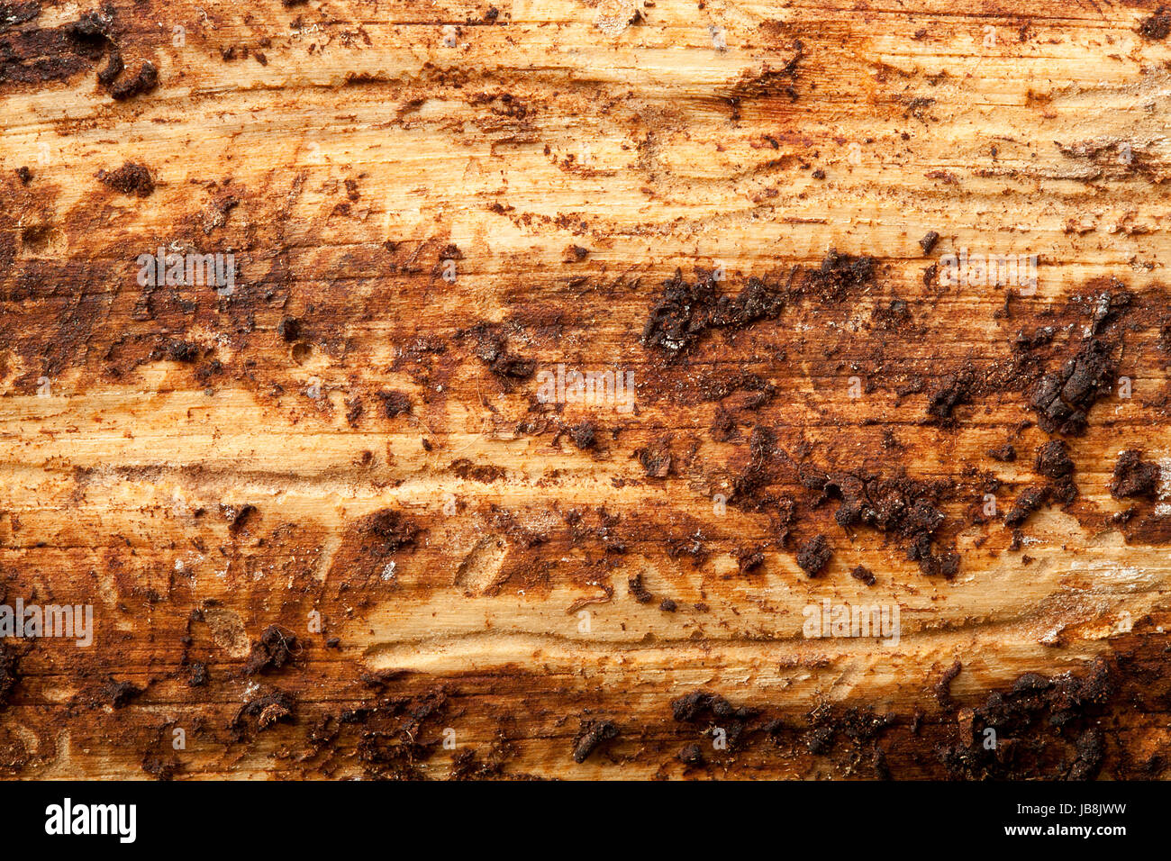 Close up of a rough tree trunk Stock Photo - Alamy