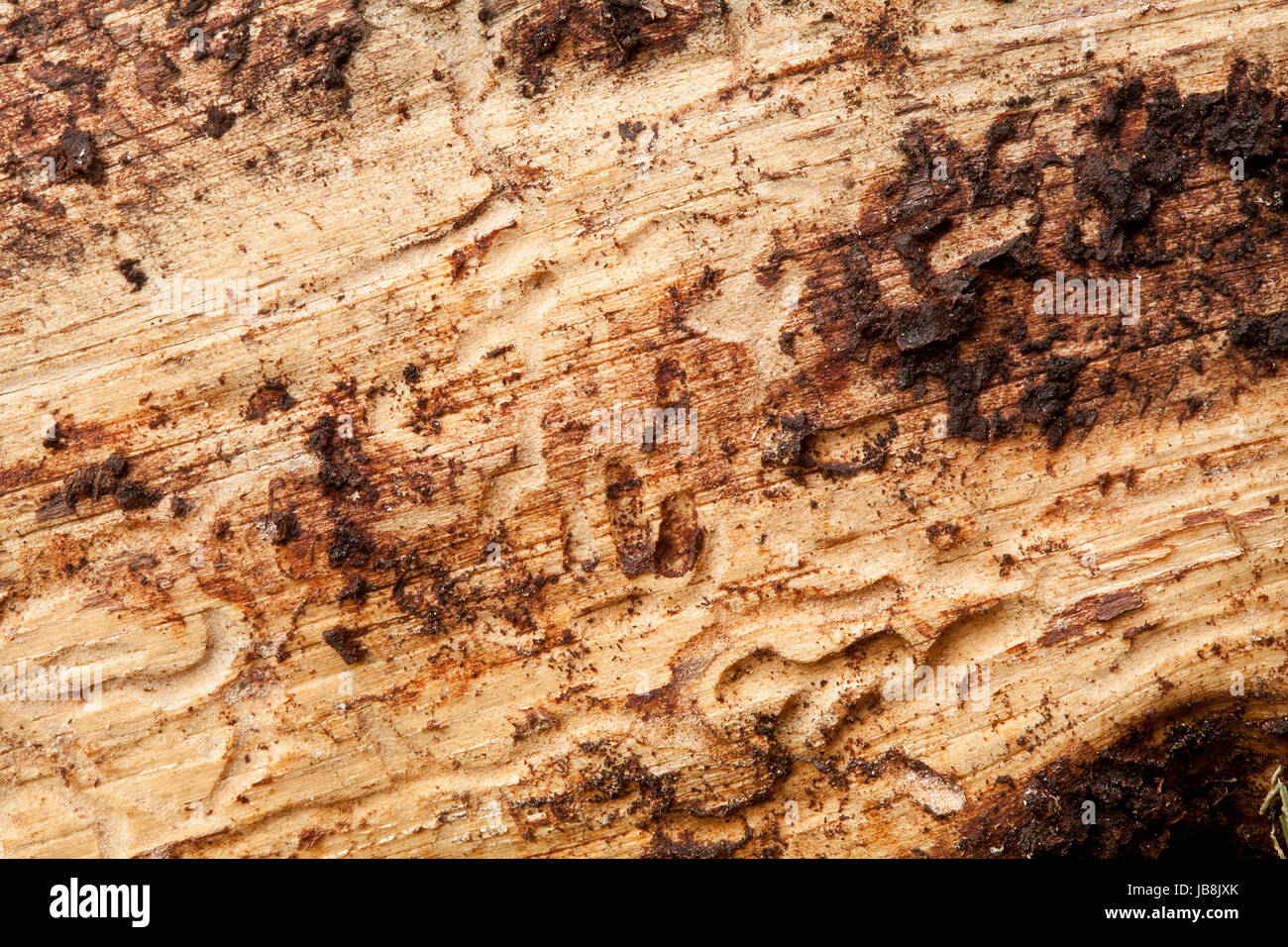 Close up of a rough tree trunk Stock Photo - Alamy