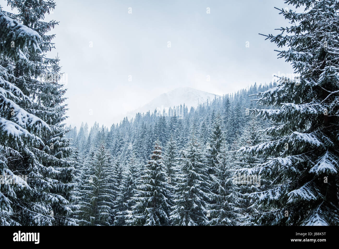 A beautiful winter forest landscape with mountains in the distance ...