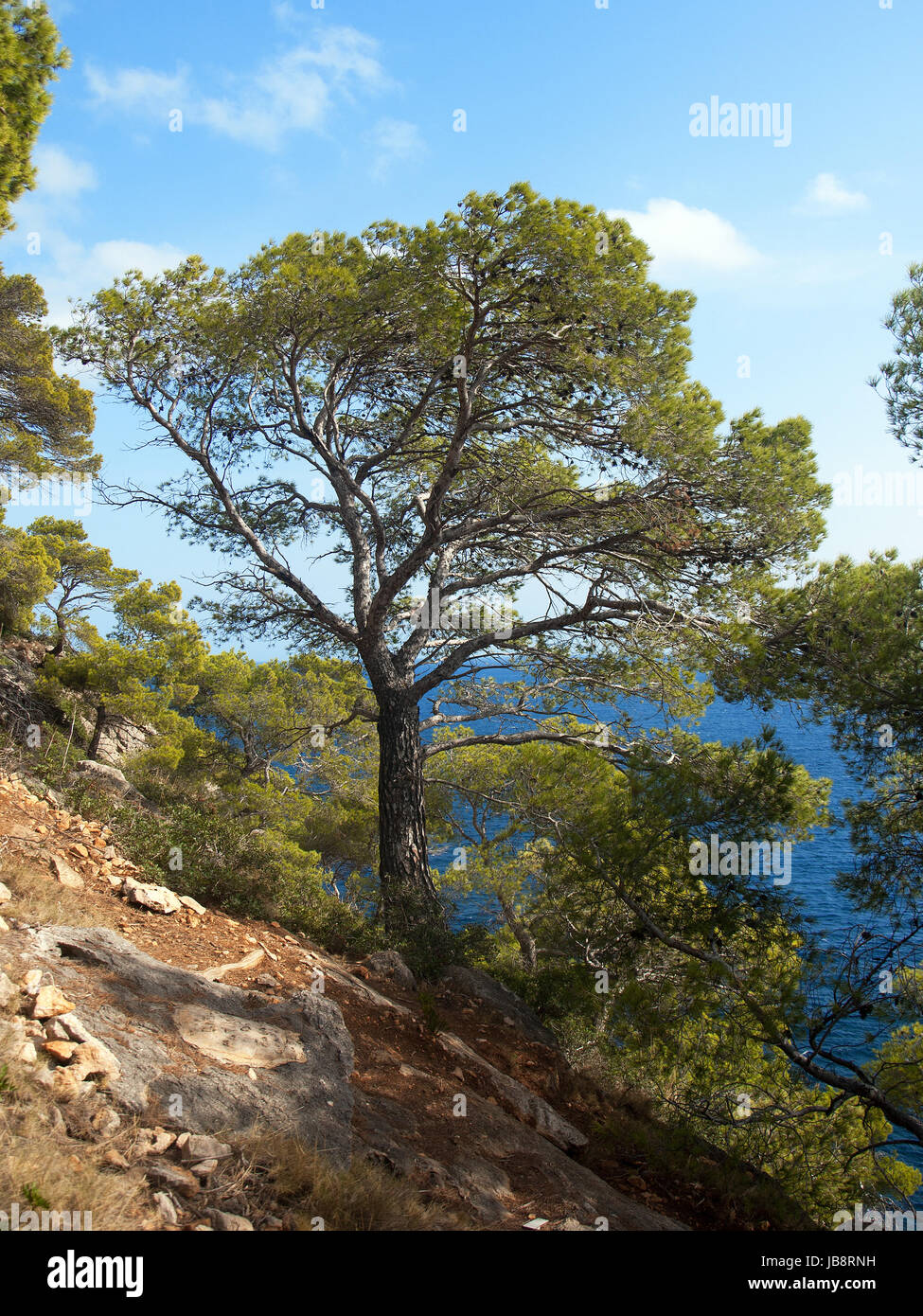 tree on a slope Stock Photo - Alamy