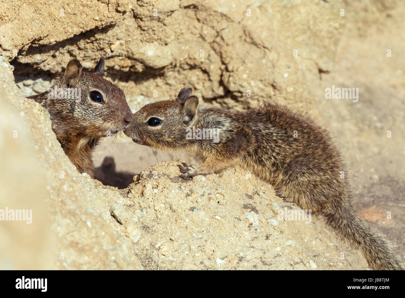 a tender moment between an adult ground squirrel and its young at their ...