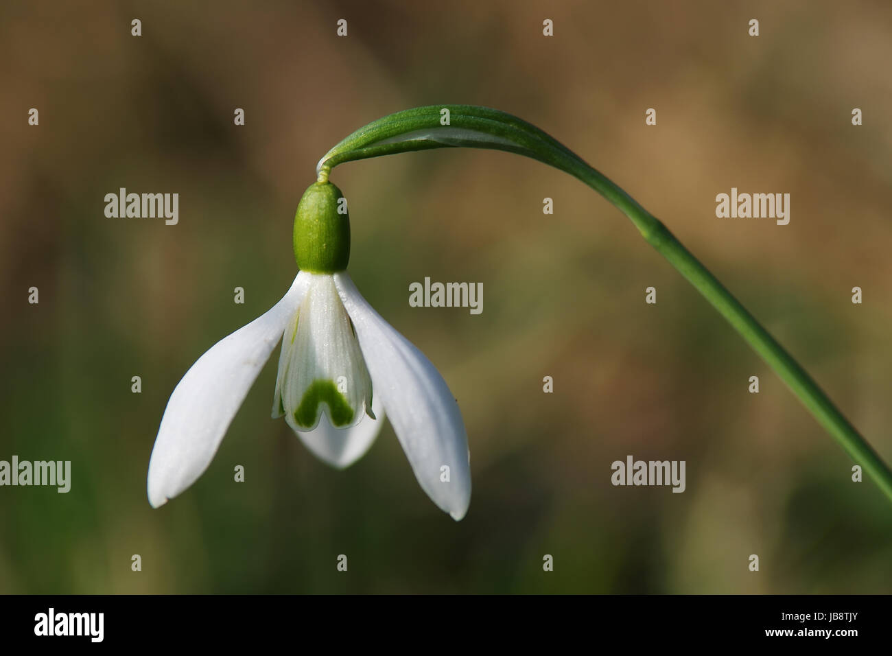 Schnee glockchen hi-res stock photography and images - Alamy