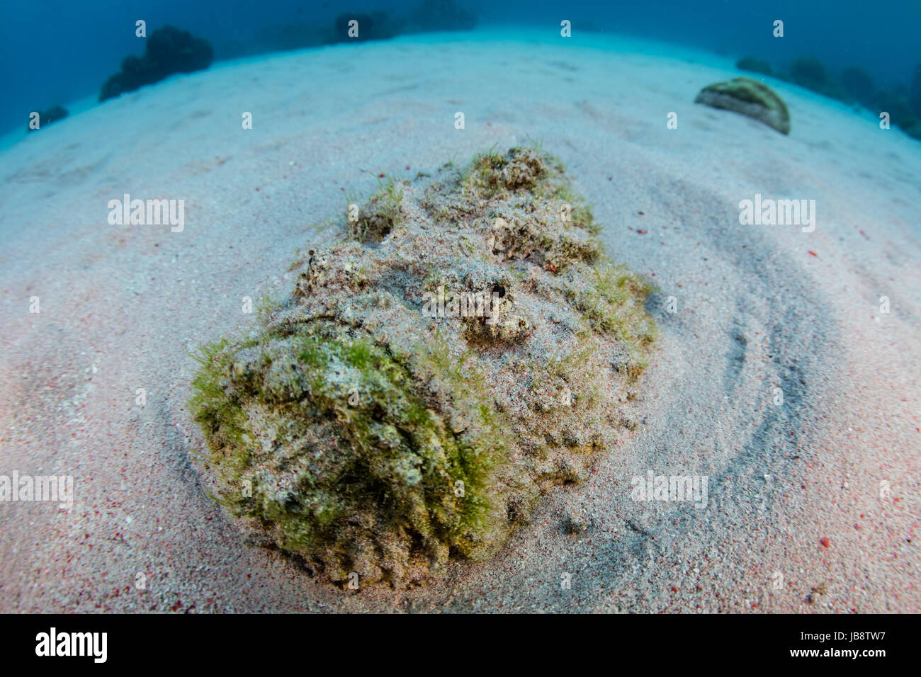 A highly venomous Stonefish camouflages itself in sand in Komodo ...