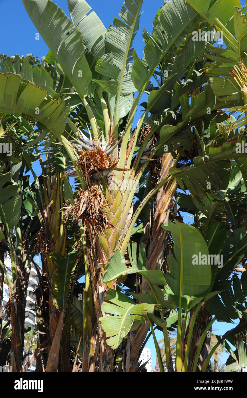 palman costa del sol Stock Photo - Alamy