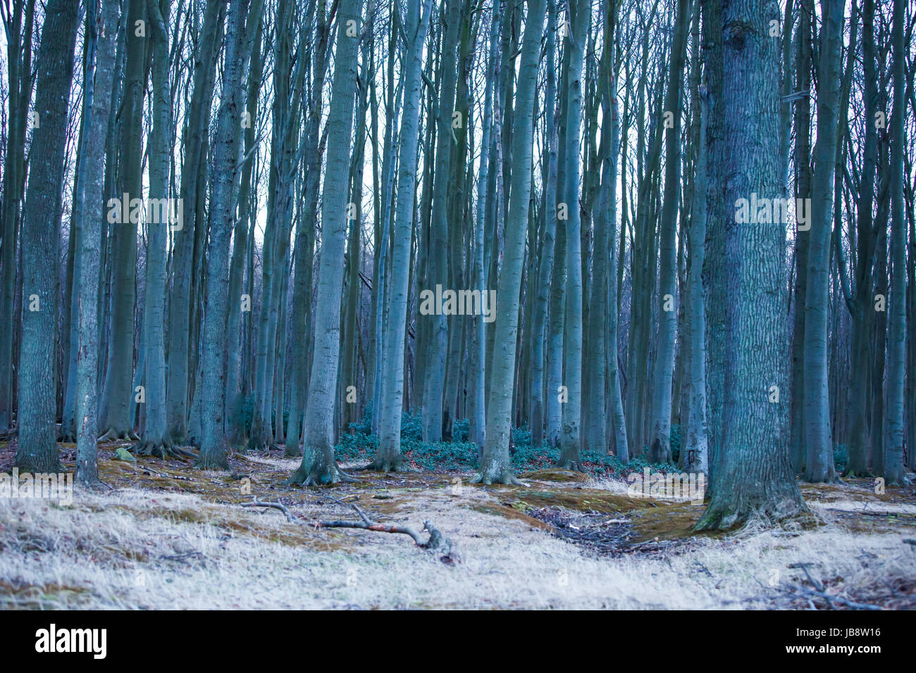 baltic sea salt water Stock Photo - Alamy