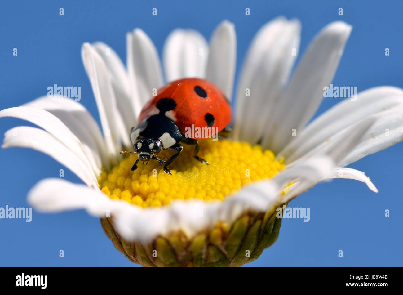 Ladybird face close up hi-res stock photography and images - Alamy
