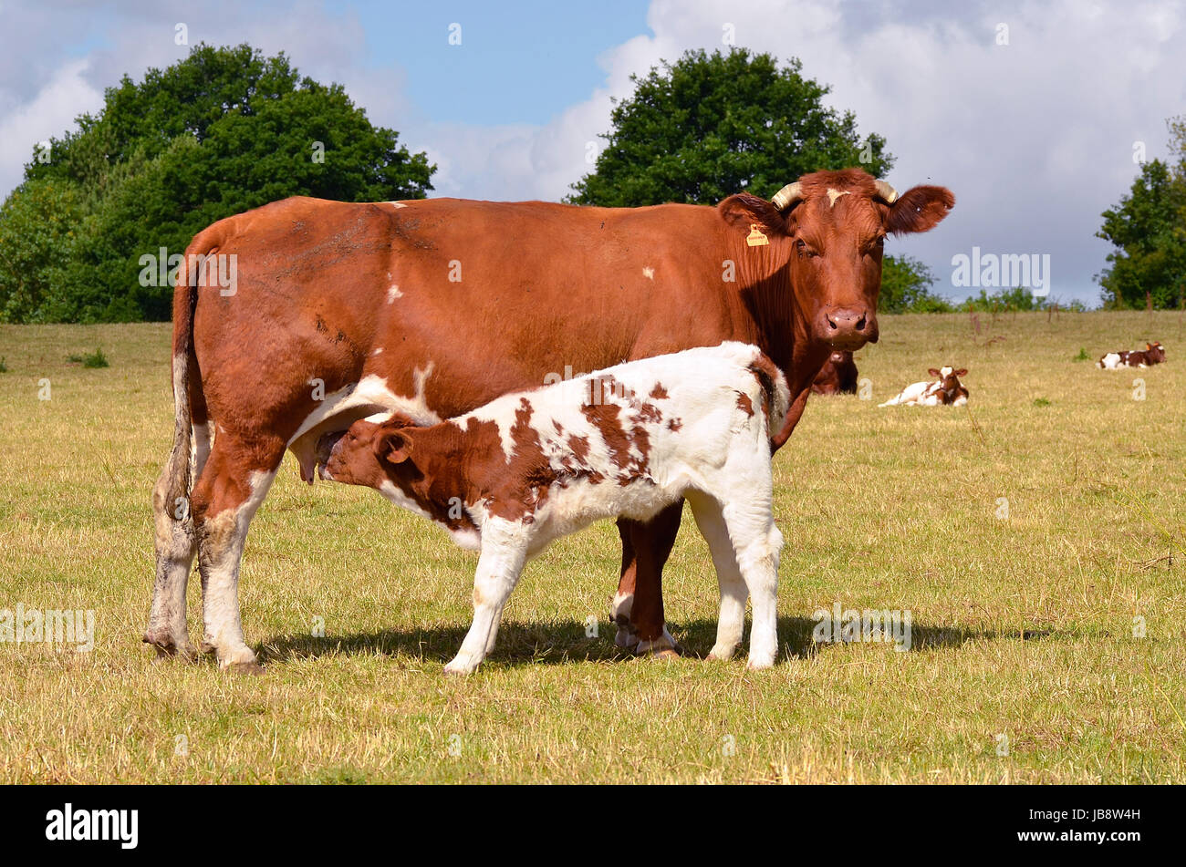 Veal leather hi-res stock photography and images - Alamy