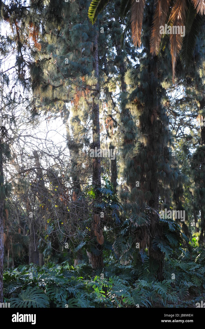 palman costa del sol Stock Photo - Alamy