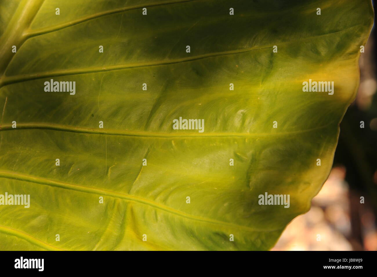 Palman hi-res stock photography and images - Alamy