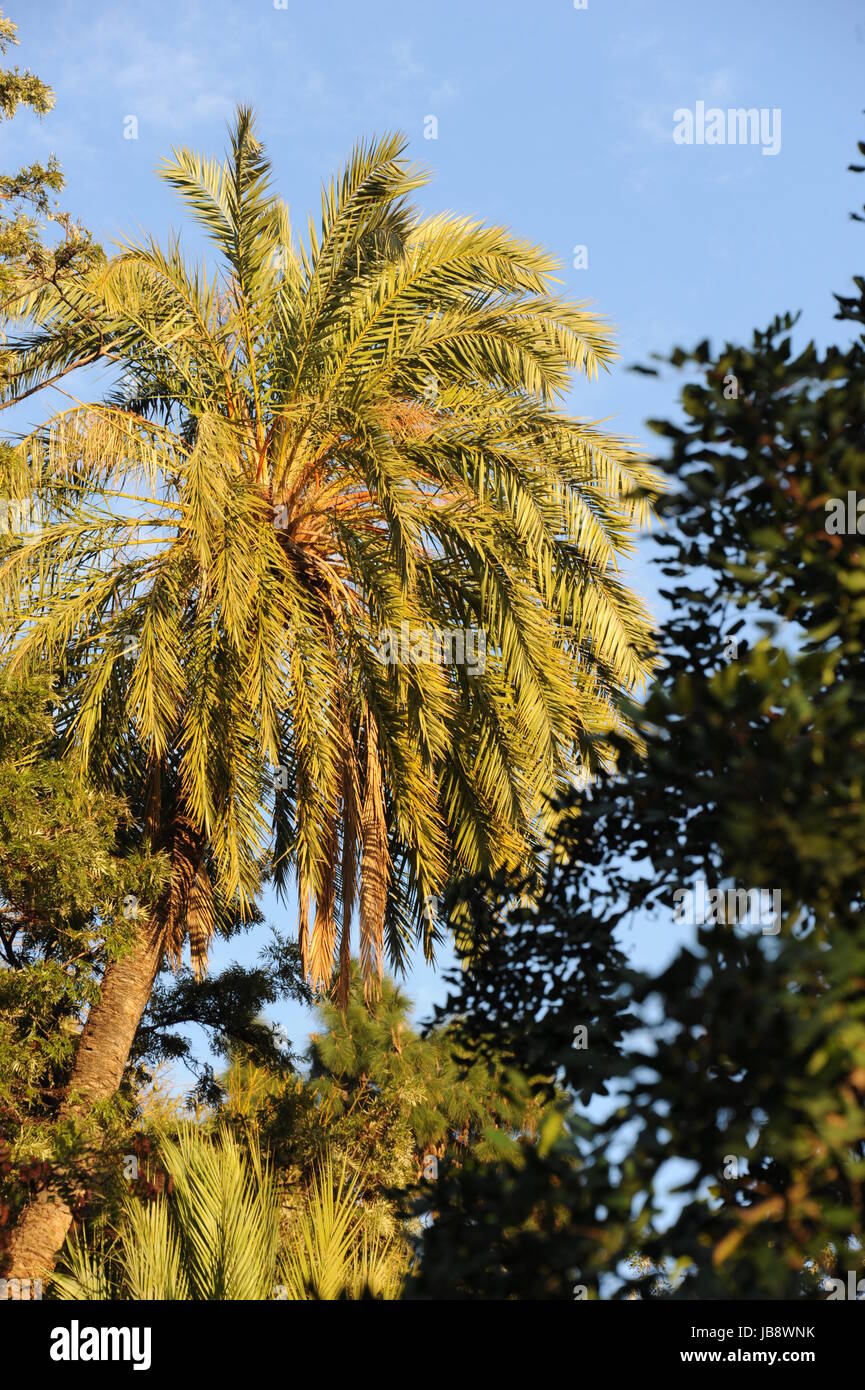 palman costa del sol Stock Photo - Alamy