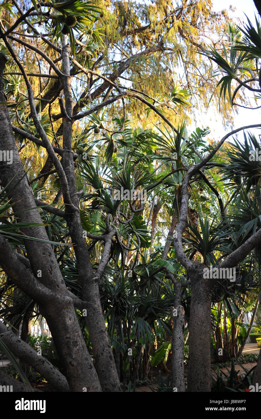 palman costa del sol Stock Photo - Alamy