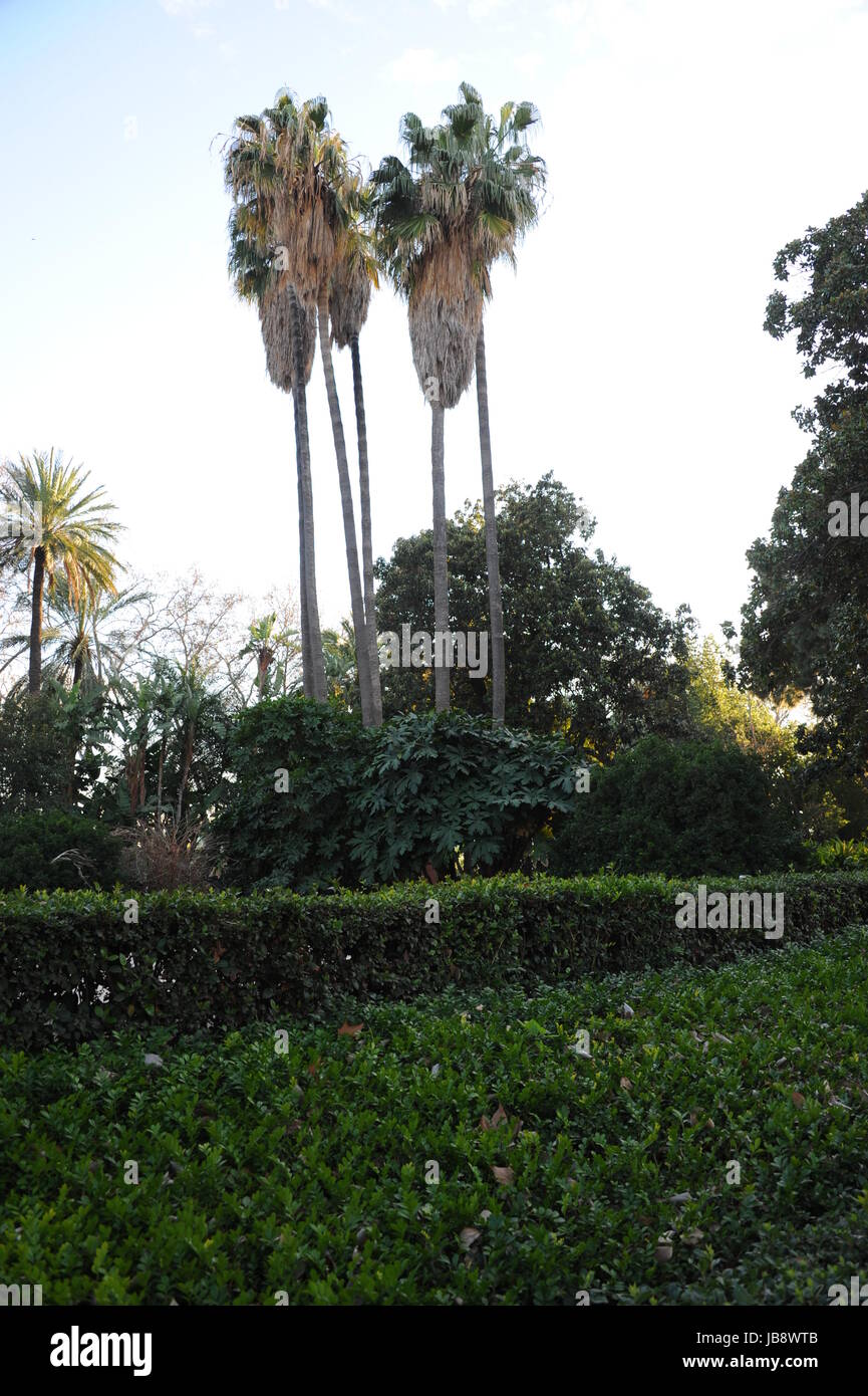 Palman hi-res stock photography and images - Alamy