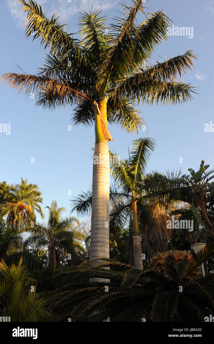 Palman hi-res stock photography and images - Alamy