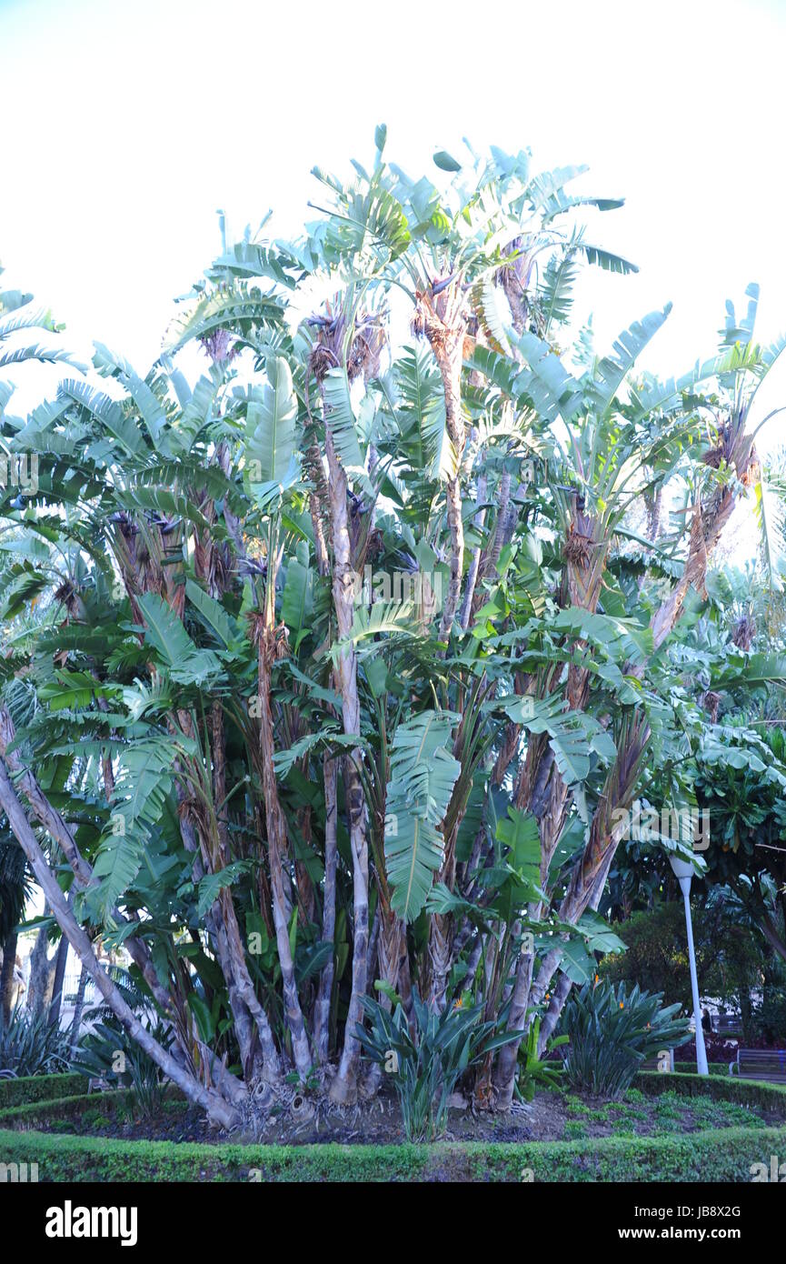 palman costa del sol Stock Photo - Alamy