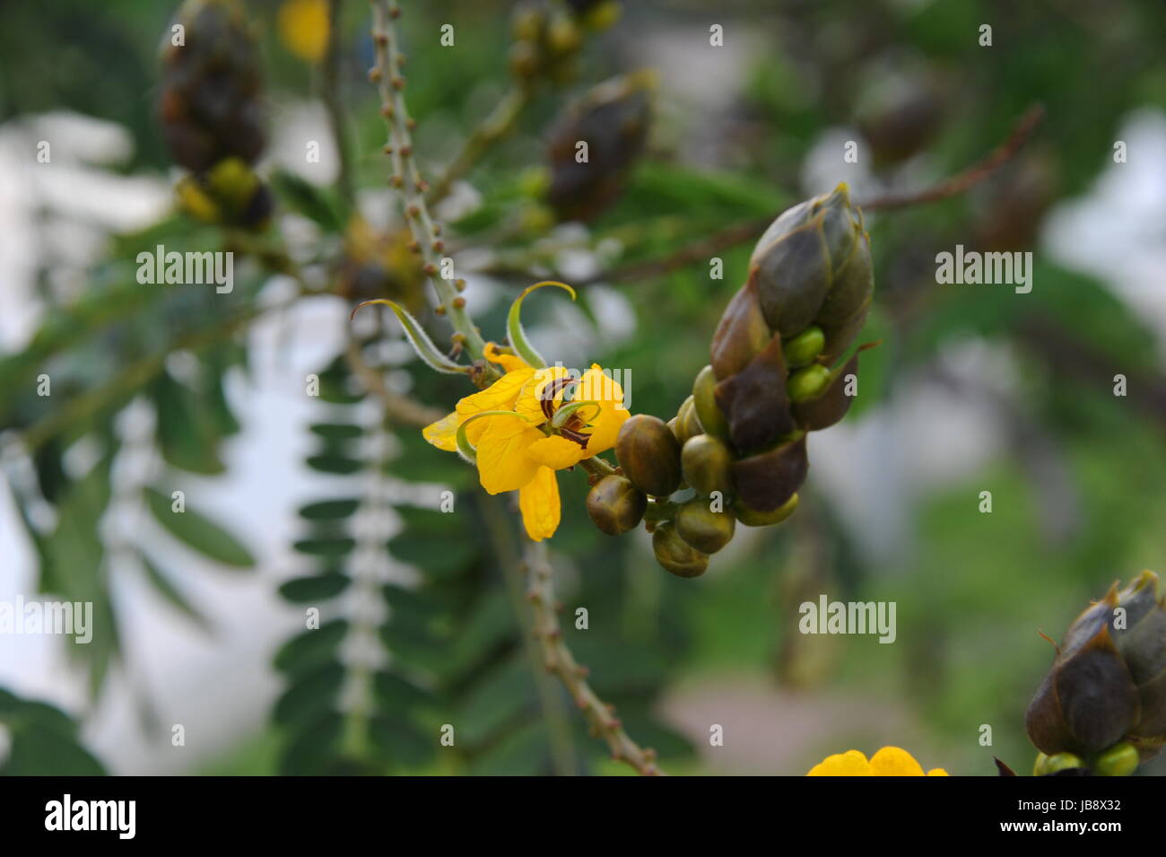 palman costa del sol Stock Photo - Alamy
