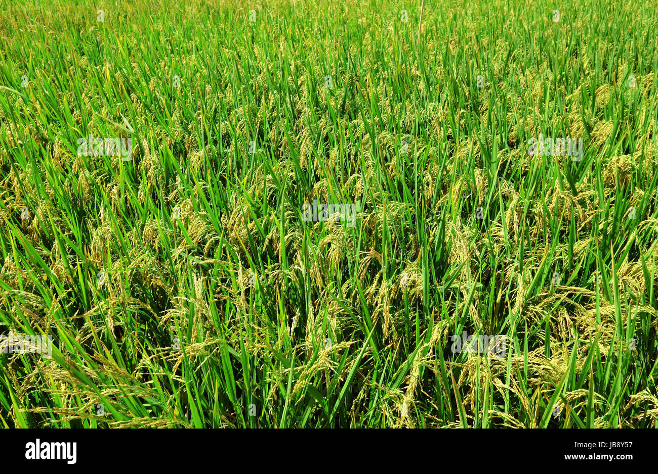 Paddy rice field Stock Photo - Alamy