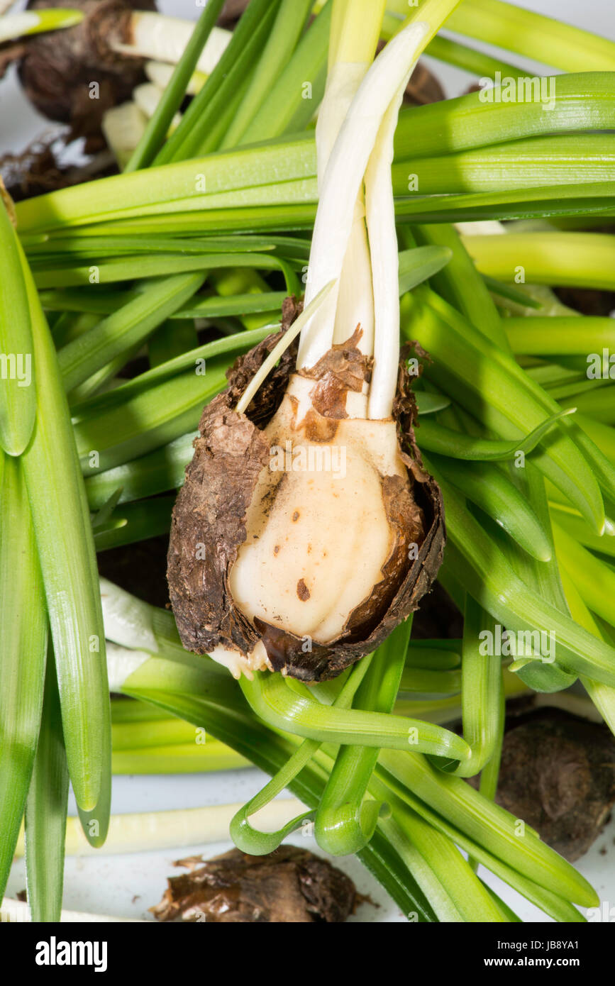 Flower Bulbs and green sprouts Stock Photo - Alamy