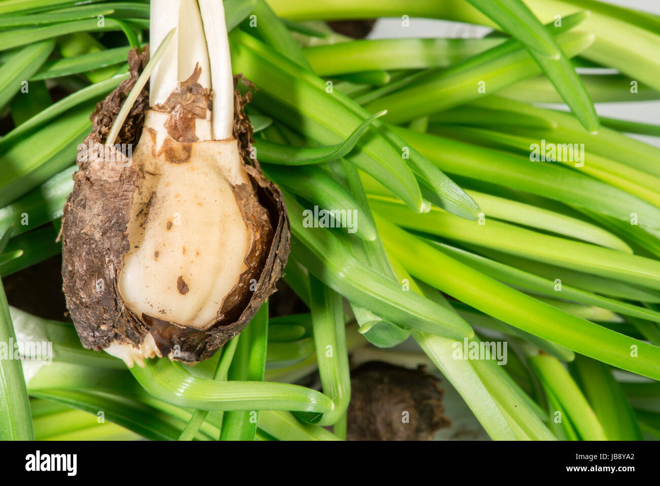 Flower Bulbs and green sprouts Stock Photo - Alamy