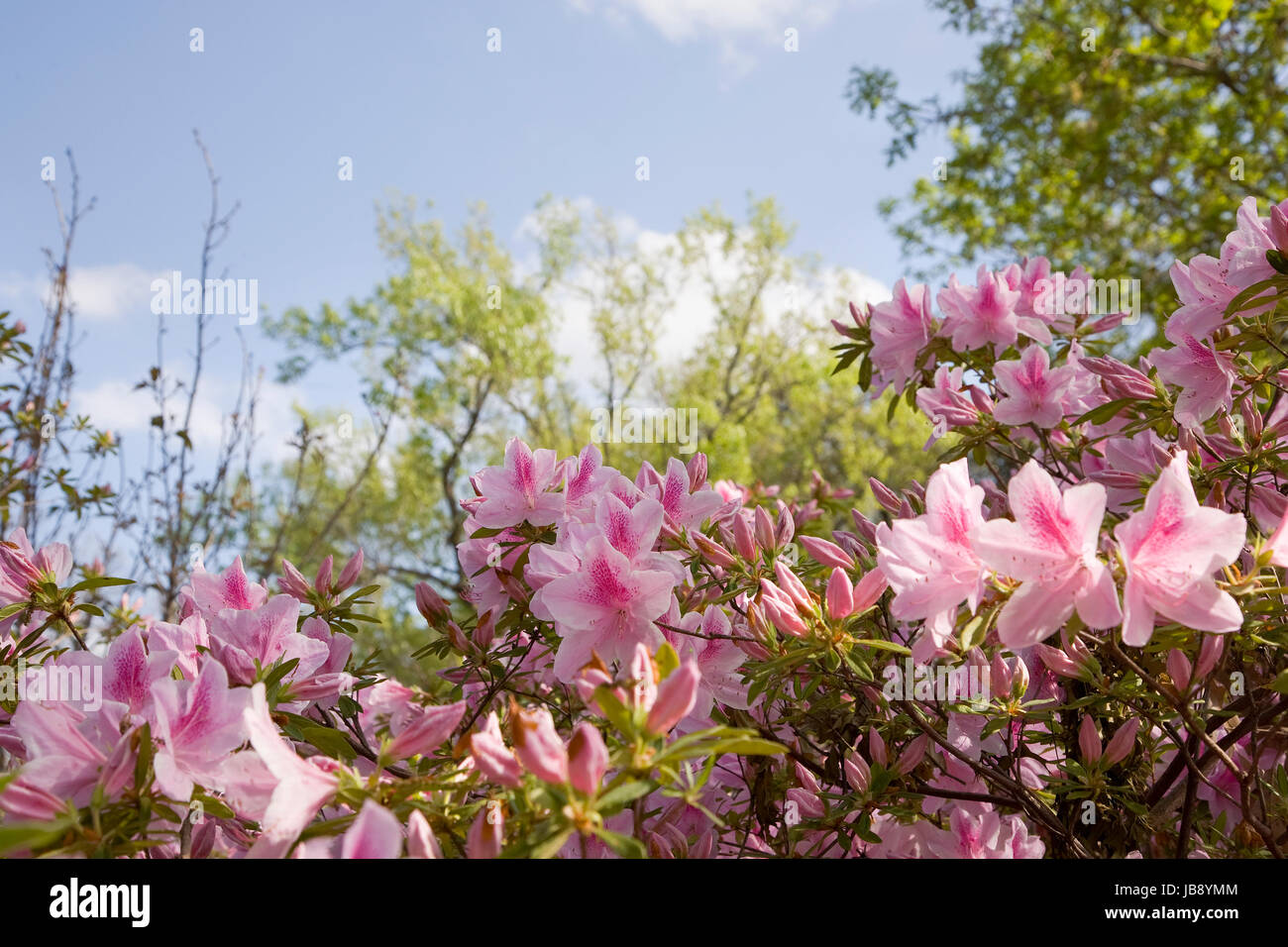 Spring blooms hi-res stock photography and images - Alamy