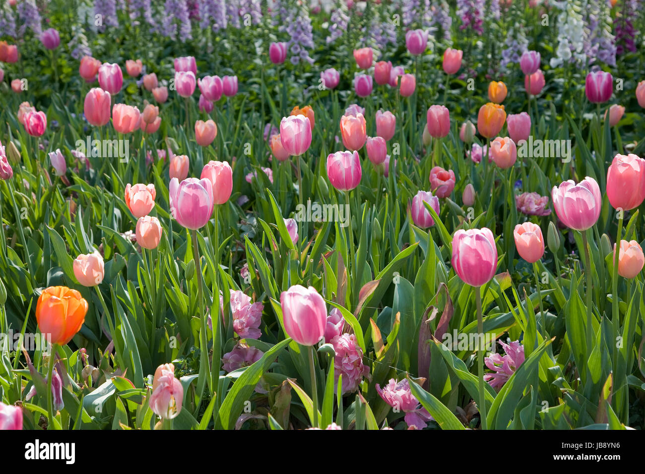 Spring Blooms At The Dallas Arboretum Stock Photo - Alamy
