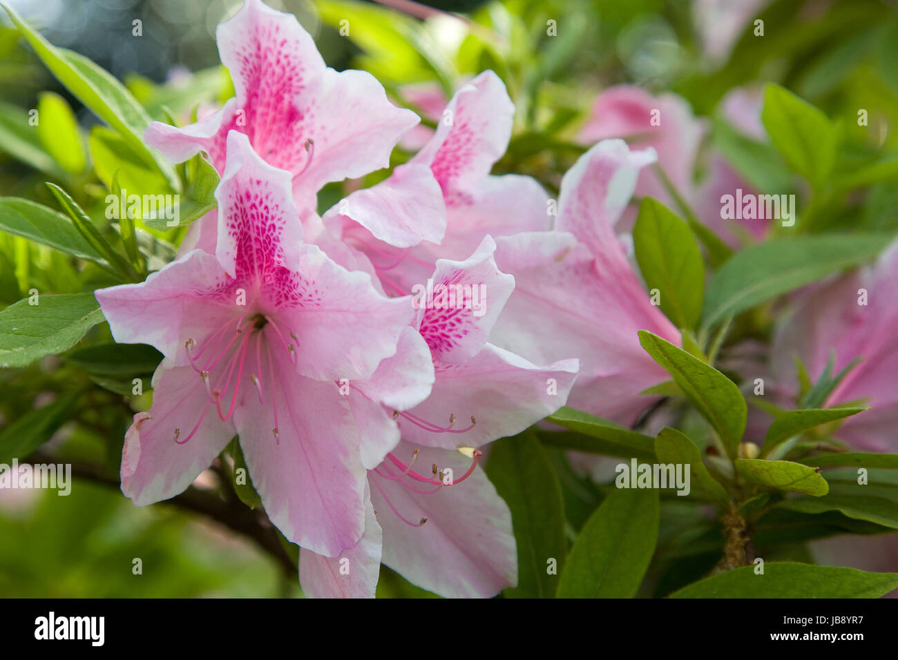 Spring Blooms At The Dallas Arboretum Stock Photo - Alamy
