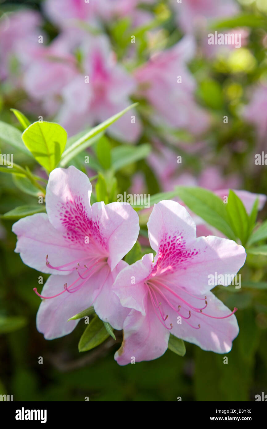 Azaleas hi-res stock photography and images - Alamy