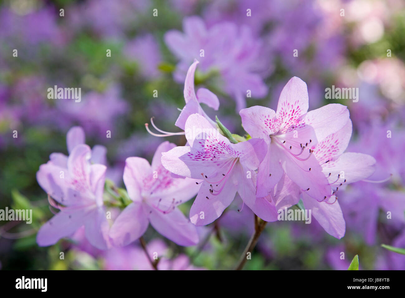 Azaleas hi-res stock photography and images - Alamy