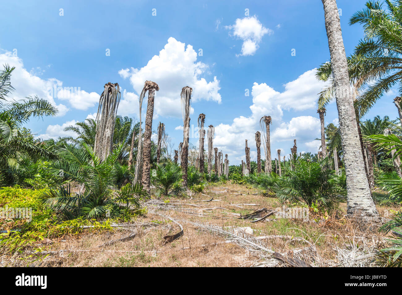 Replanting oil plam at estate plantation Stock Photo - Alamy
