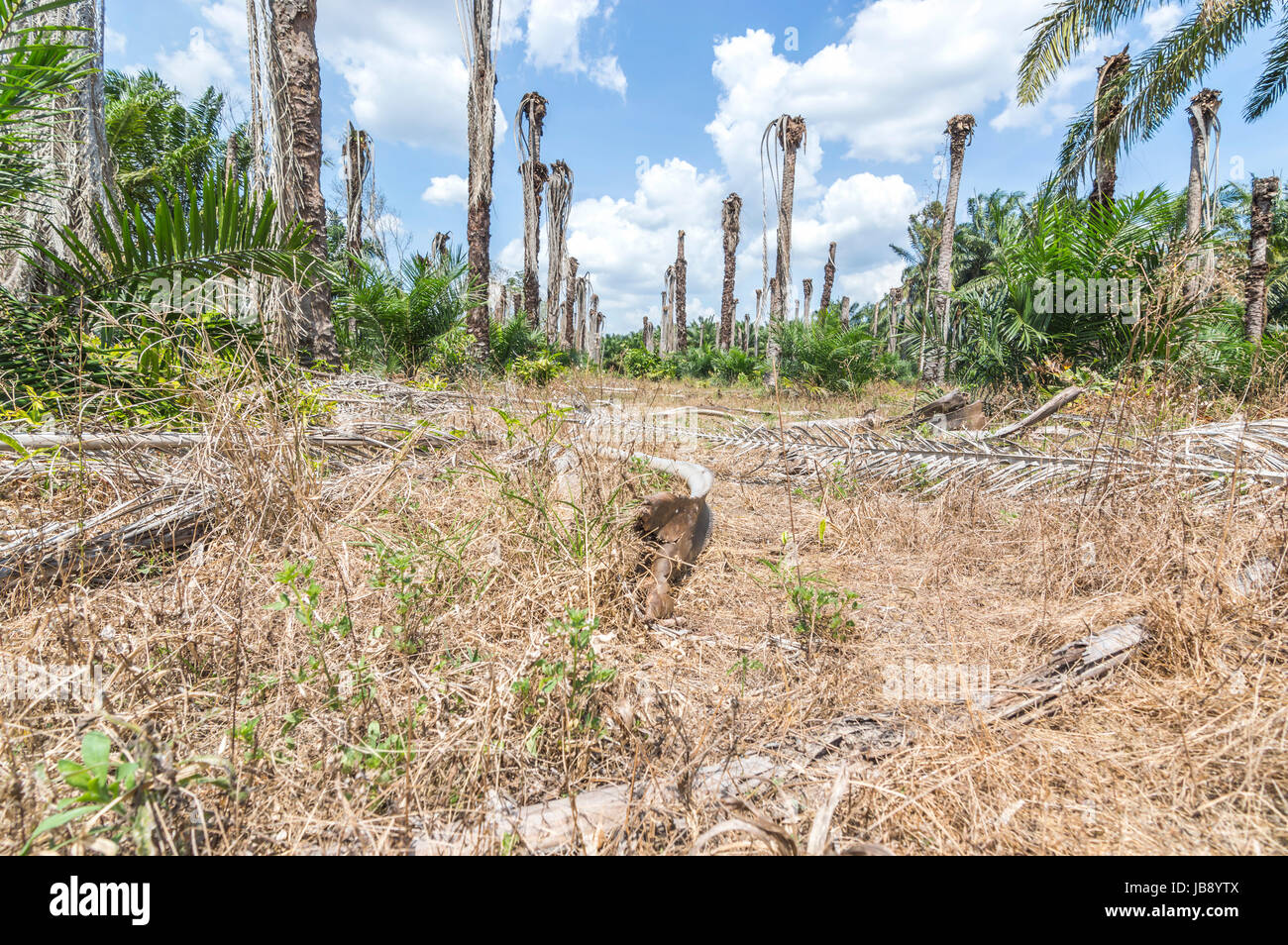 Replanting oil plam at estate plantation Stock Photo - Alamy