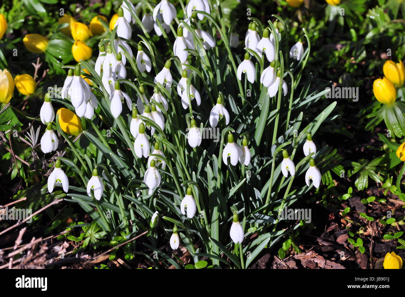 flowering season flowering Stock Photo - Alamy