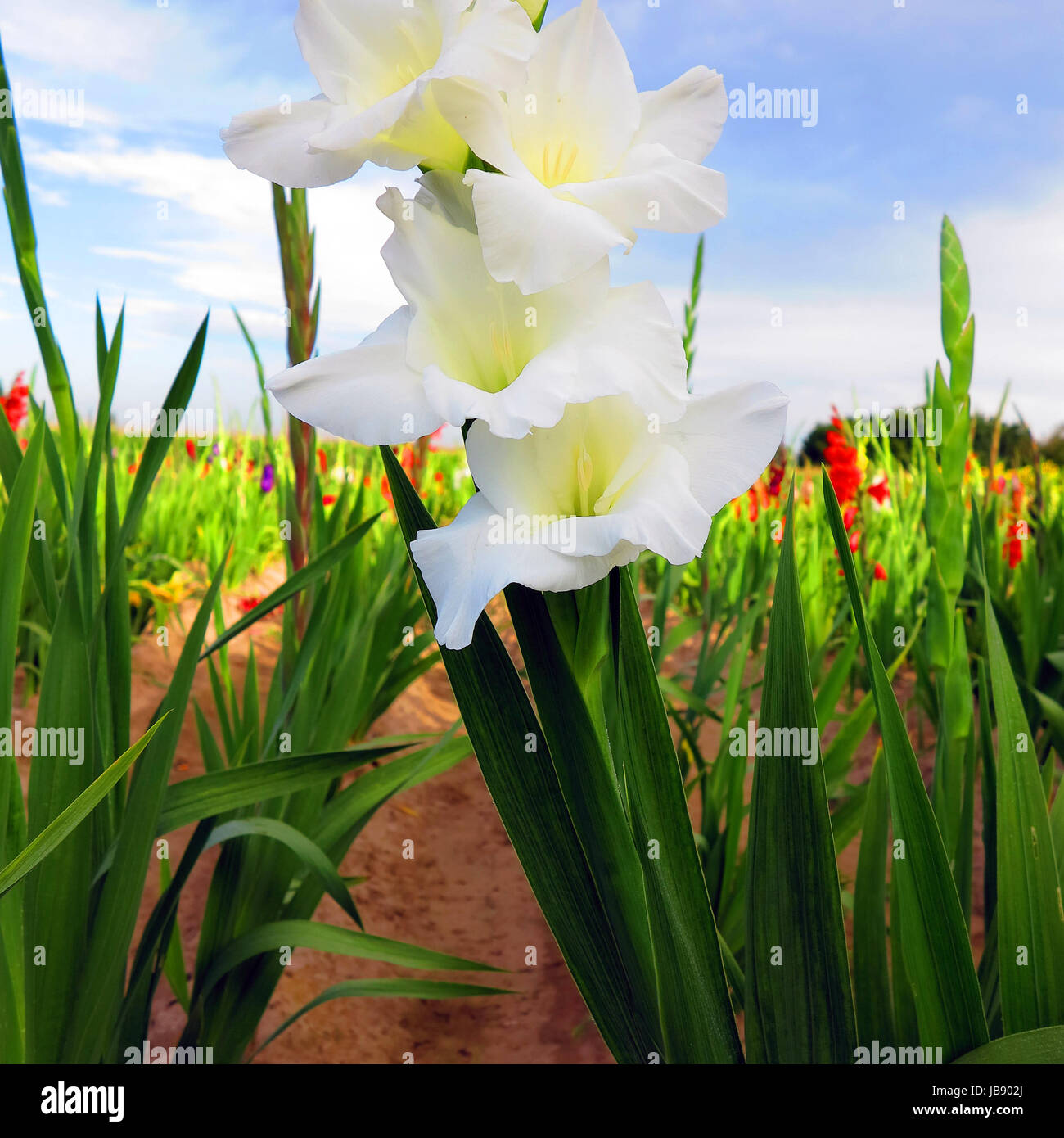 white gladiola field Stock Photo - Alamy