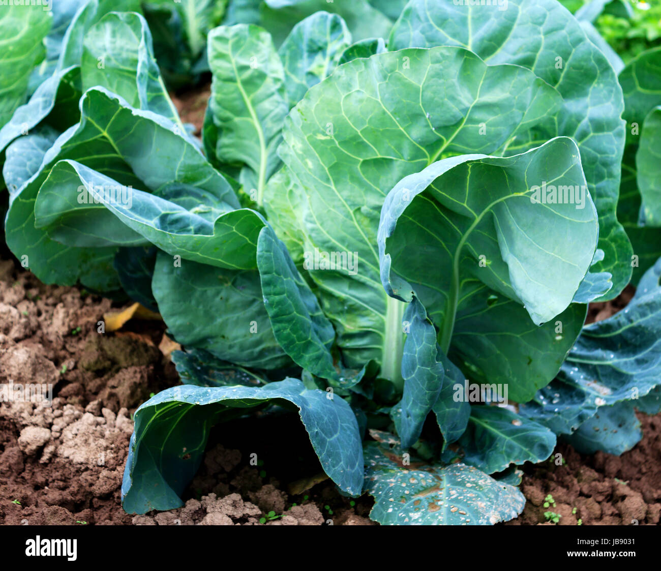 white cabbage page Stock Photo - Alamy