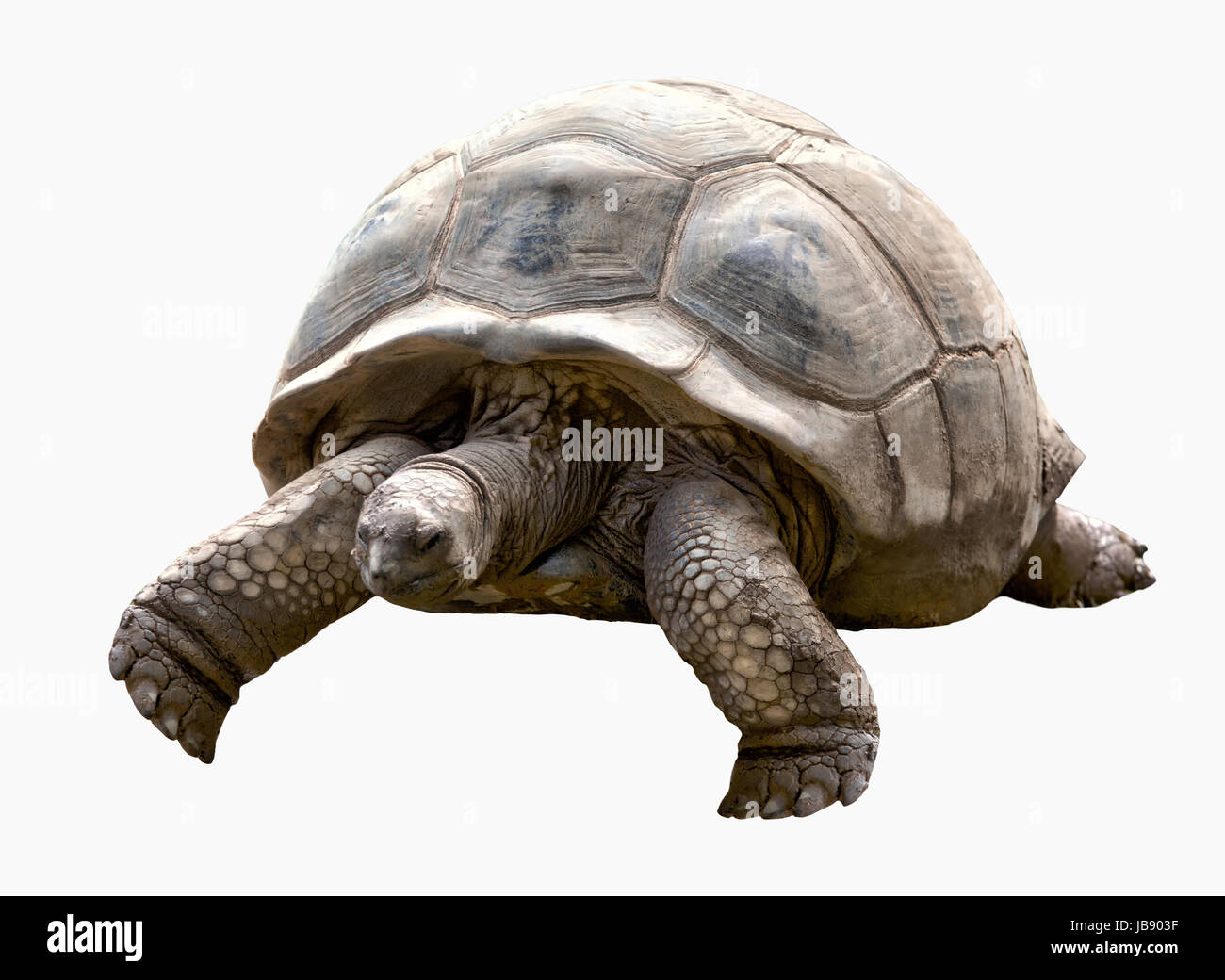 giant tortoise on white background Stock Photo - Alamy