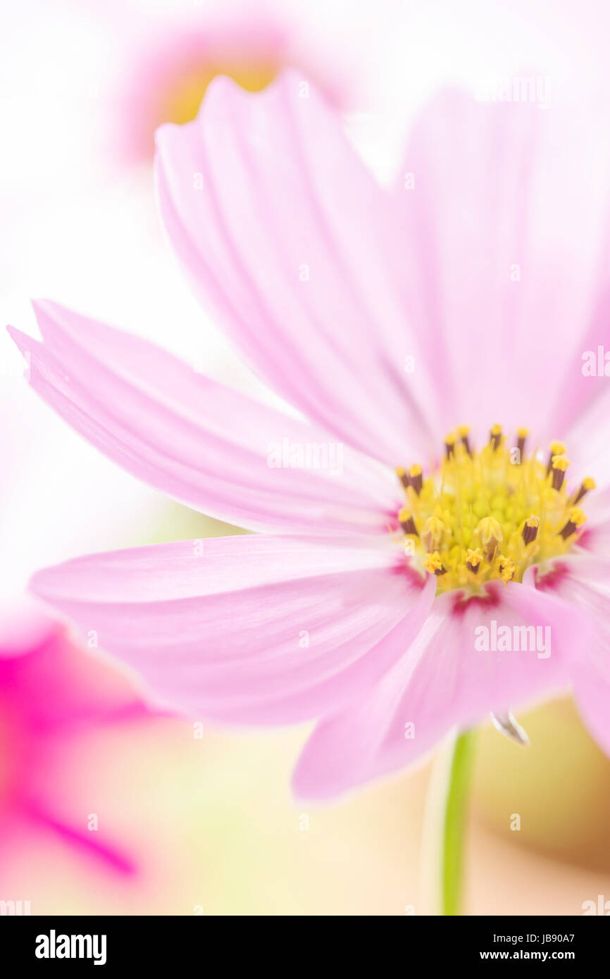 closeup cosmos flower on background Stock Photo - Alamy