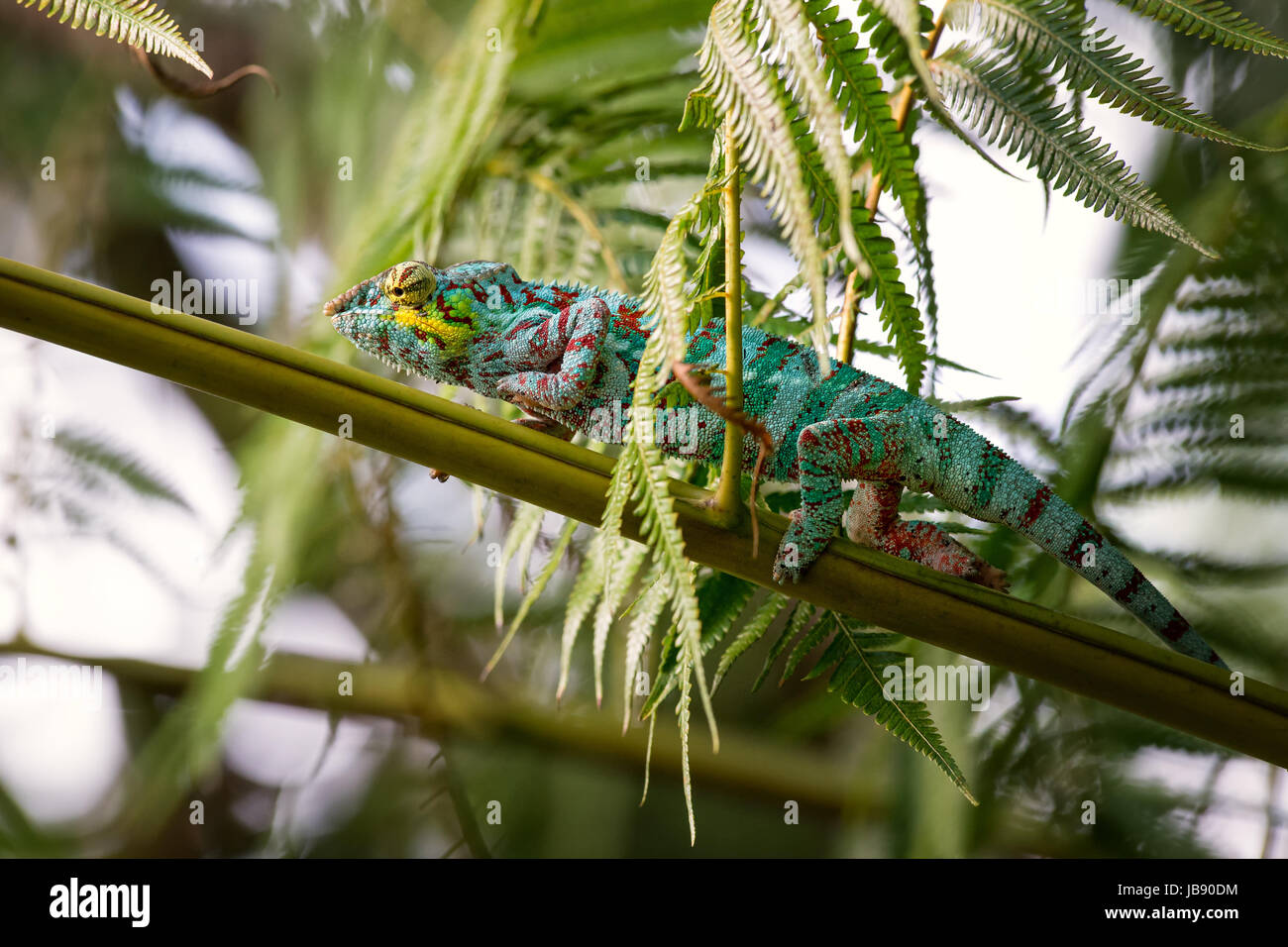 Panther Chameleon in Masoala forest Stock Photo - Alamy