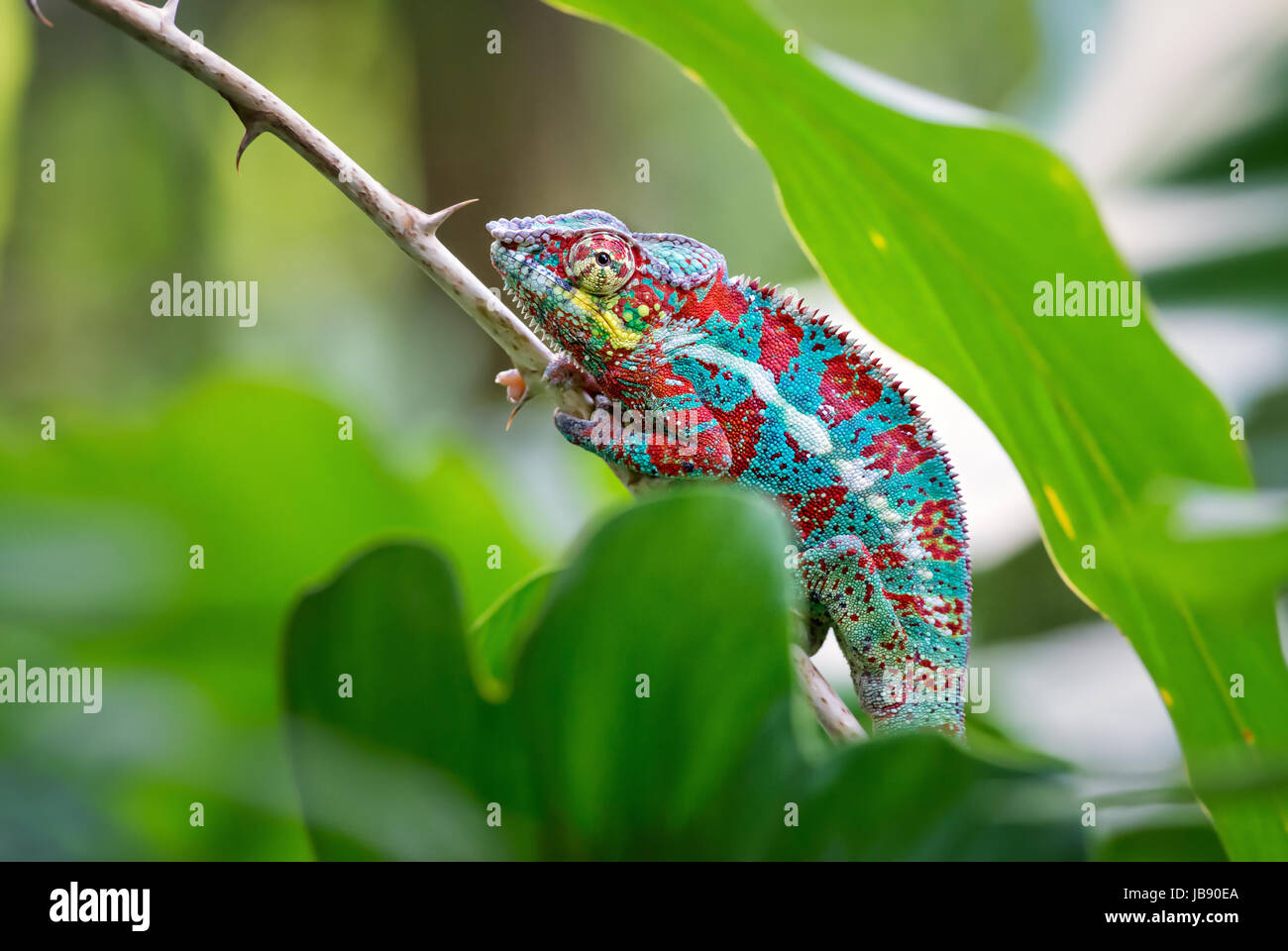 Panther Chameleon in Masoala forest Stock Photo - Alamy