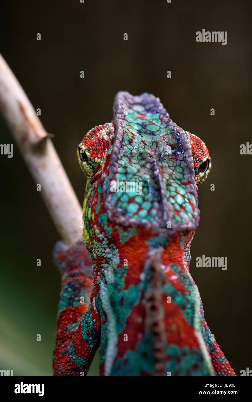 Panther Chameleon in Masoala forest Stock Photo - Alamy